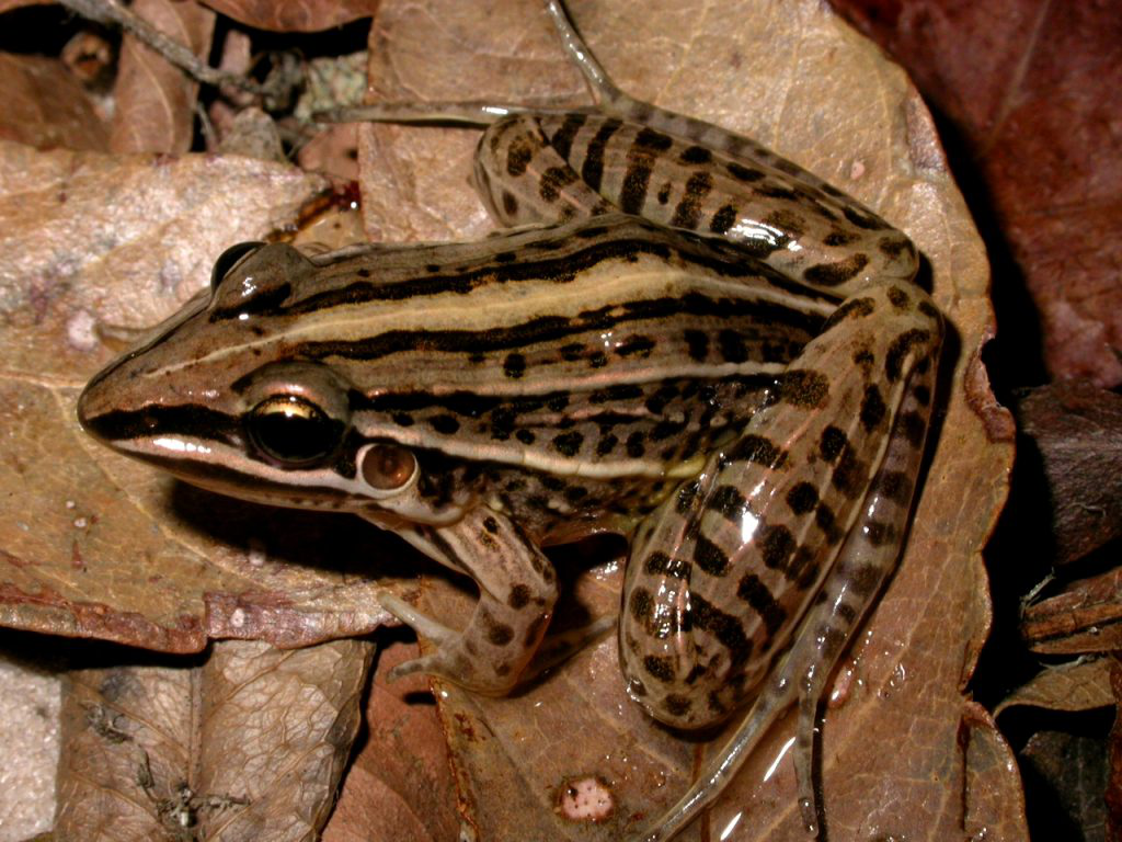 Amphibians